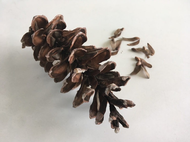 White Pine – Real Life